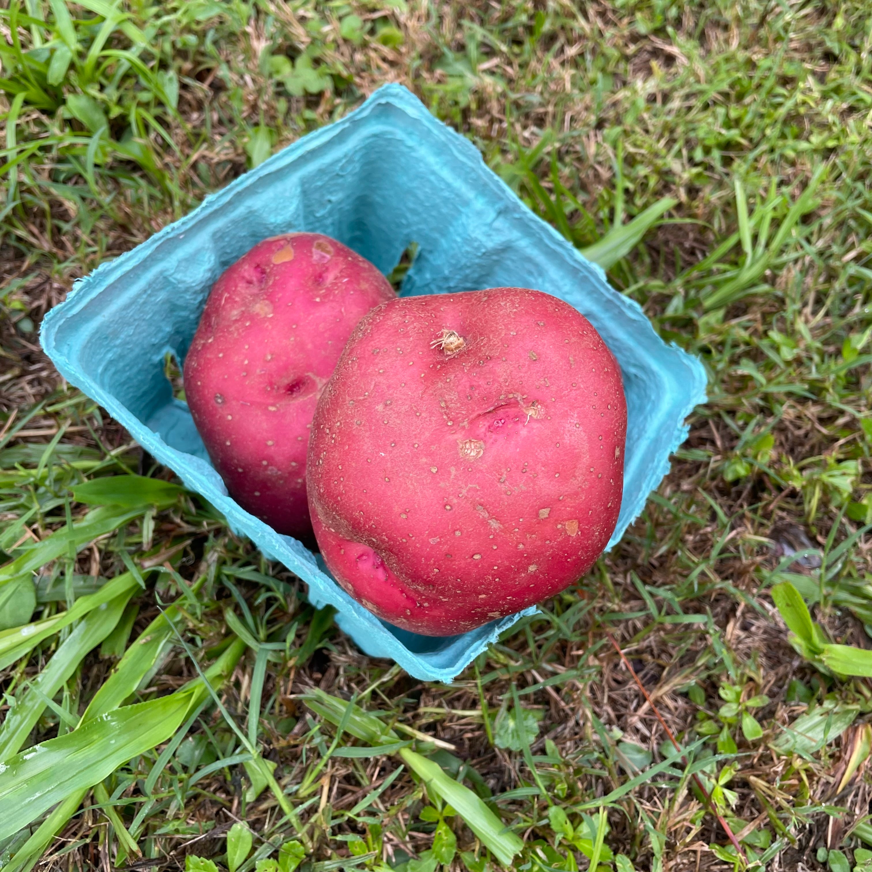 Potatoes – Rainbow Packaging Corporation
