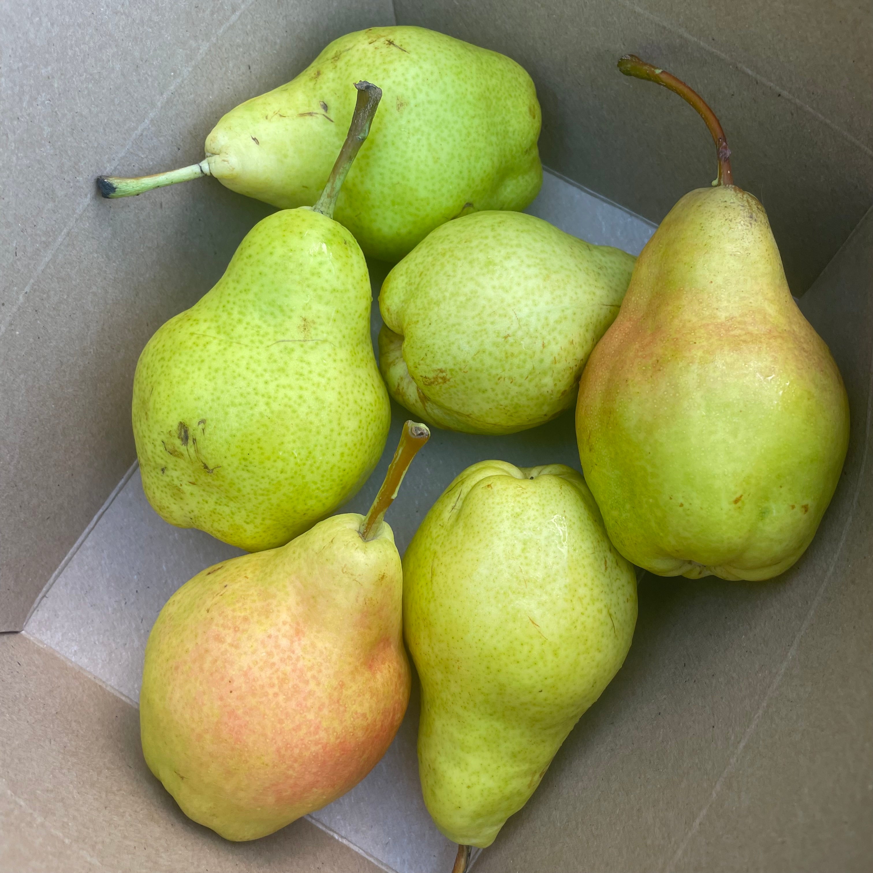 Pears – Rainbow Packaging Corporation