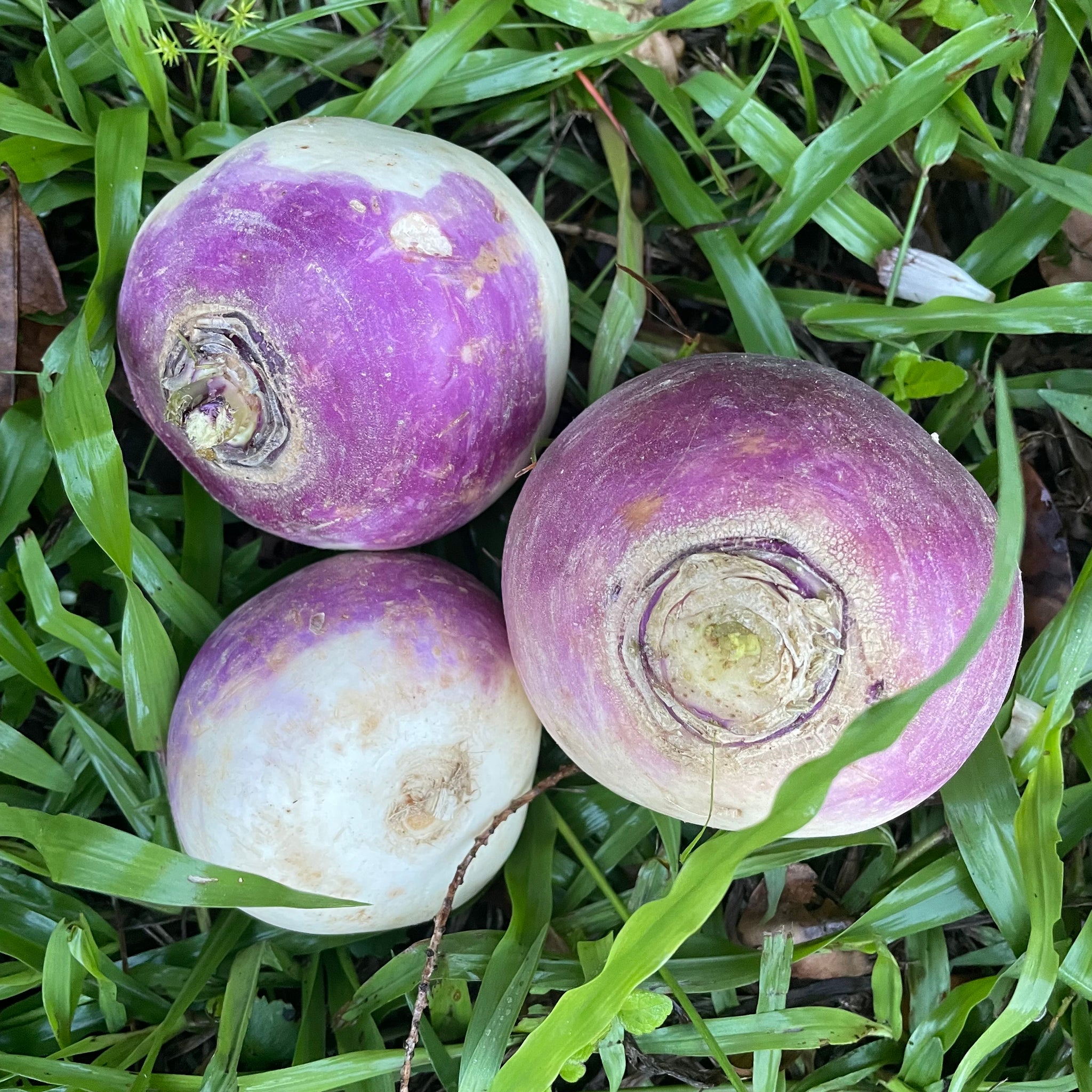 Turnips – Rainbow Packaging Corporation
