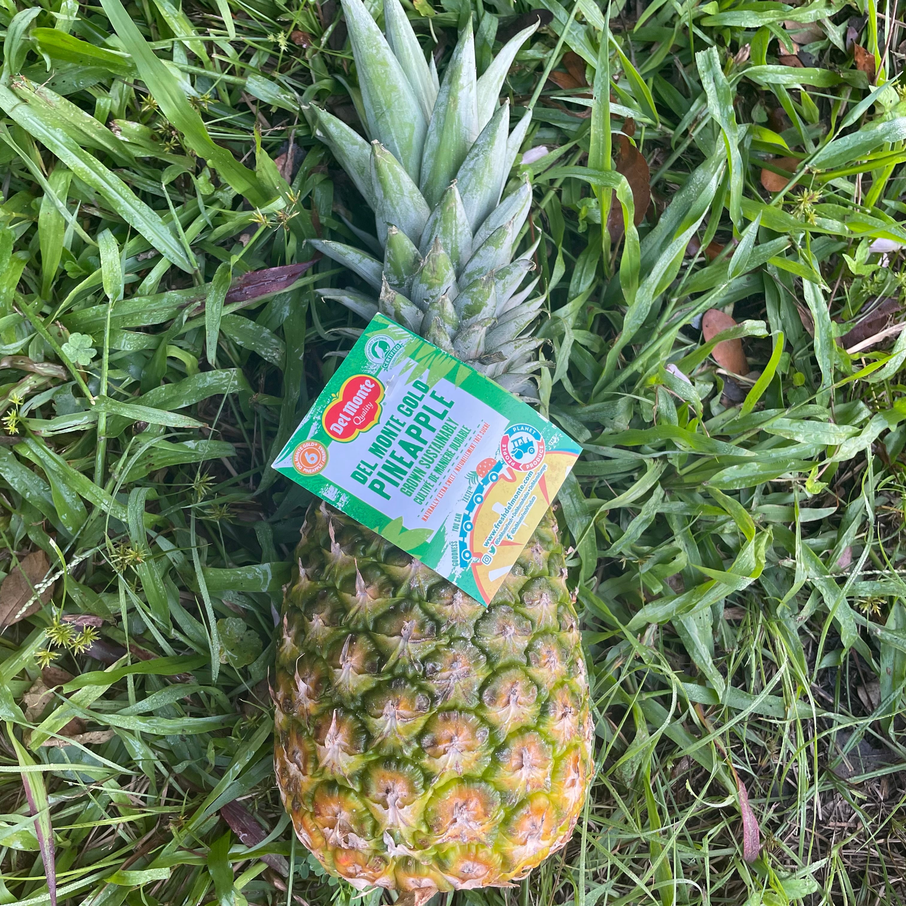 Pineapple – Rainbow Packaging Corporation