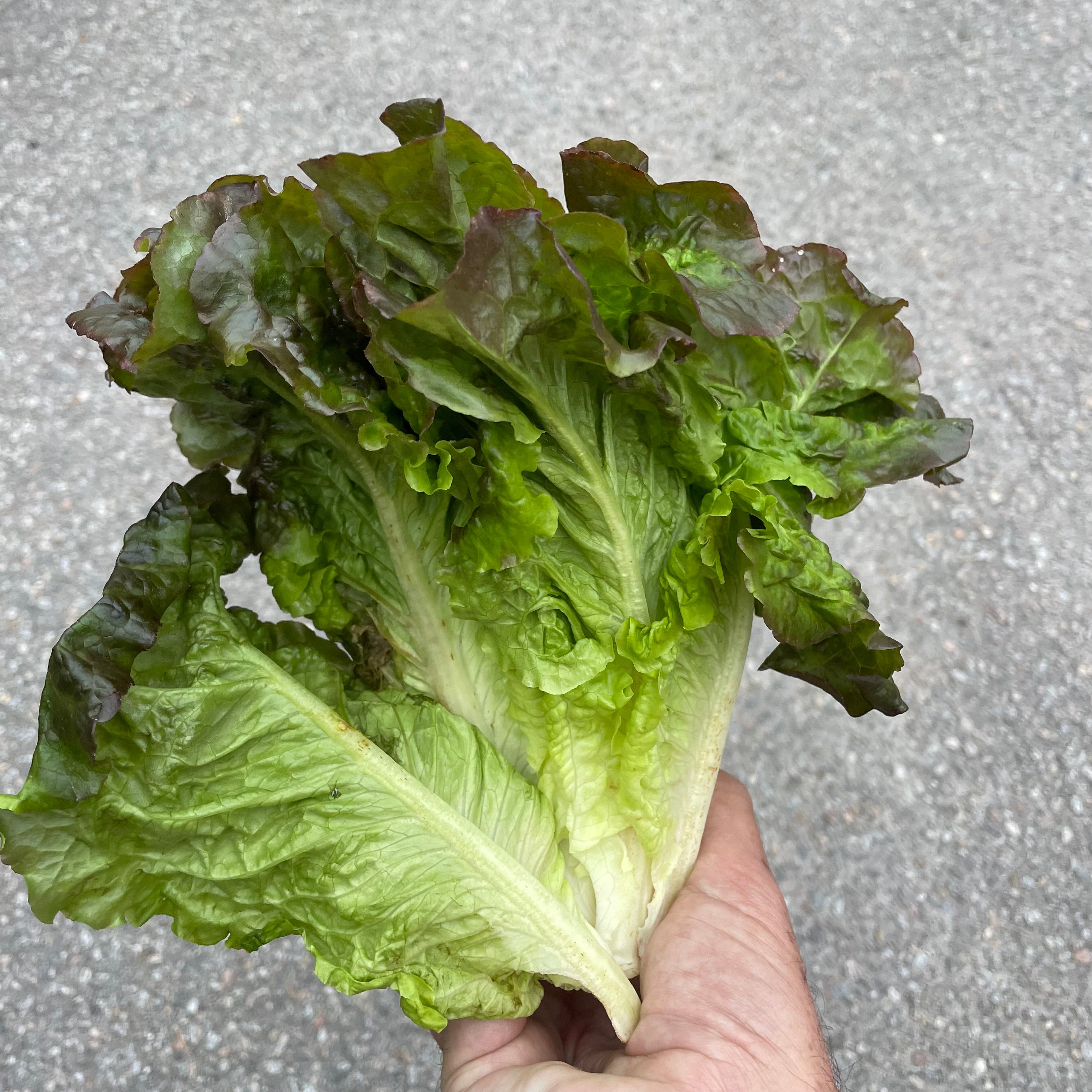 Lettuce – Rainbow Packaging Corporation