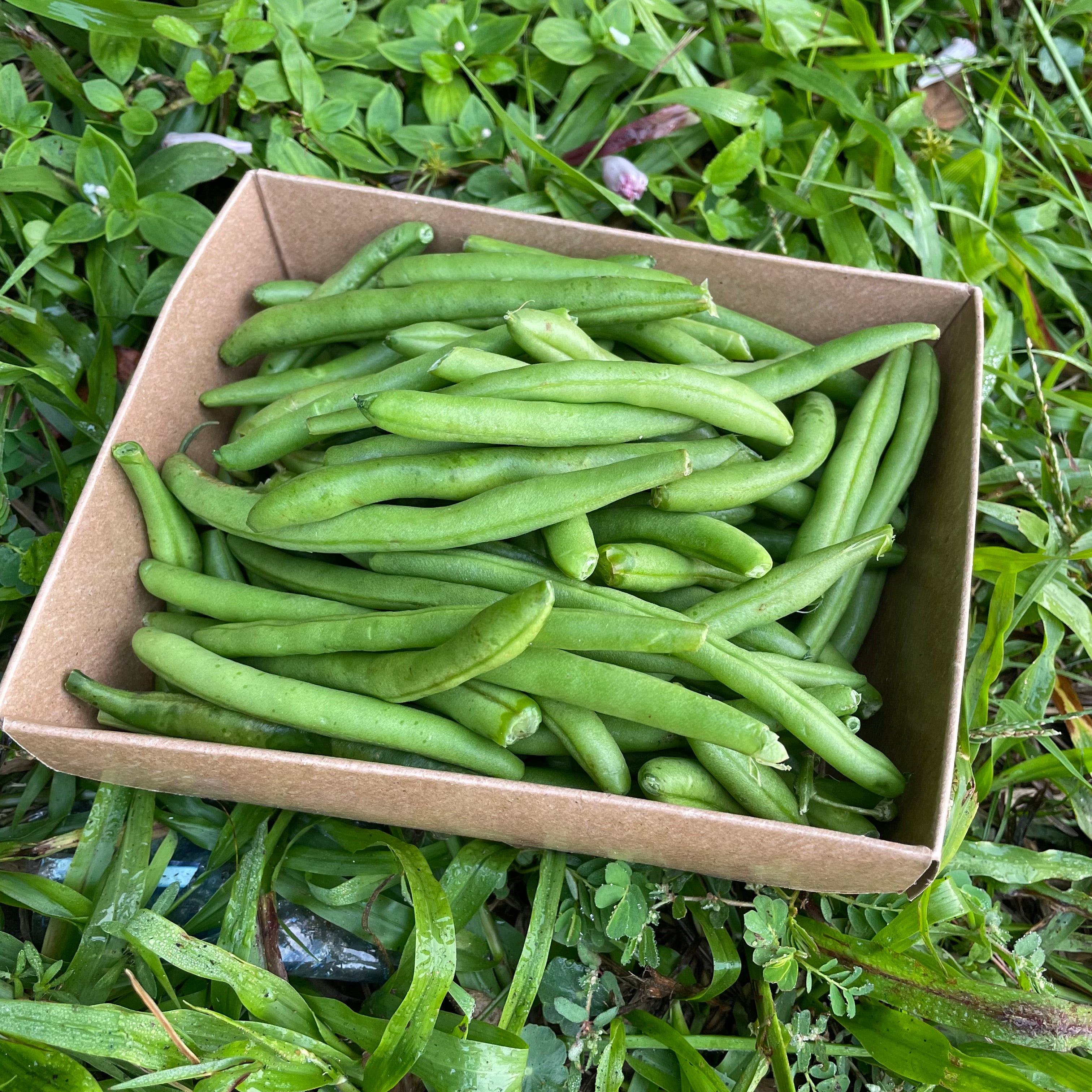 Green beans – Rainbow Packaging Corporation