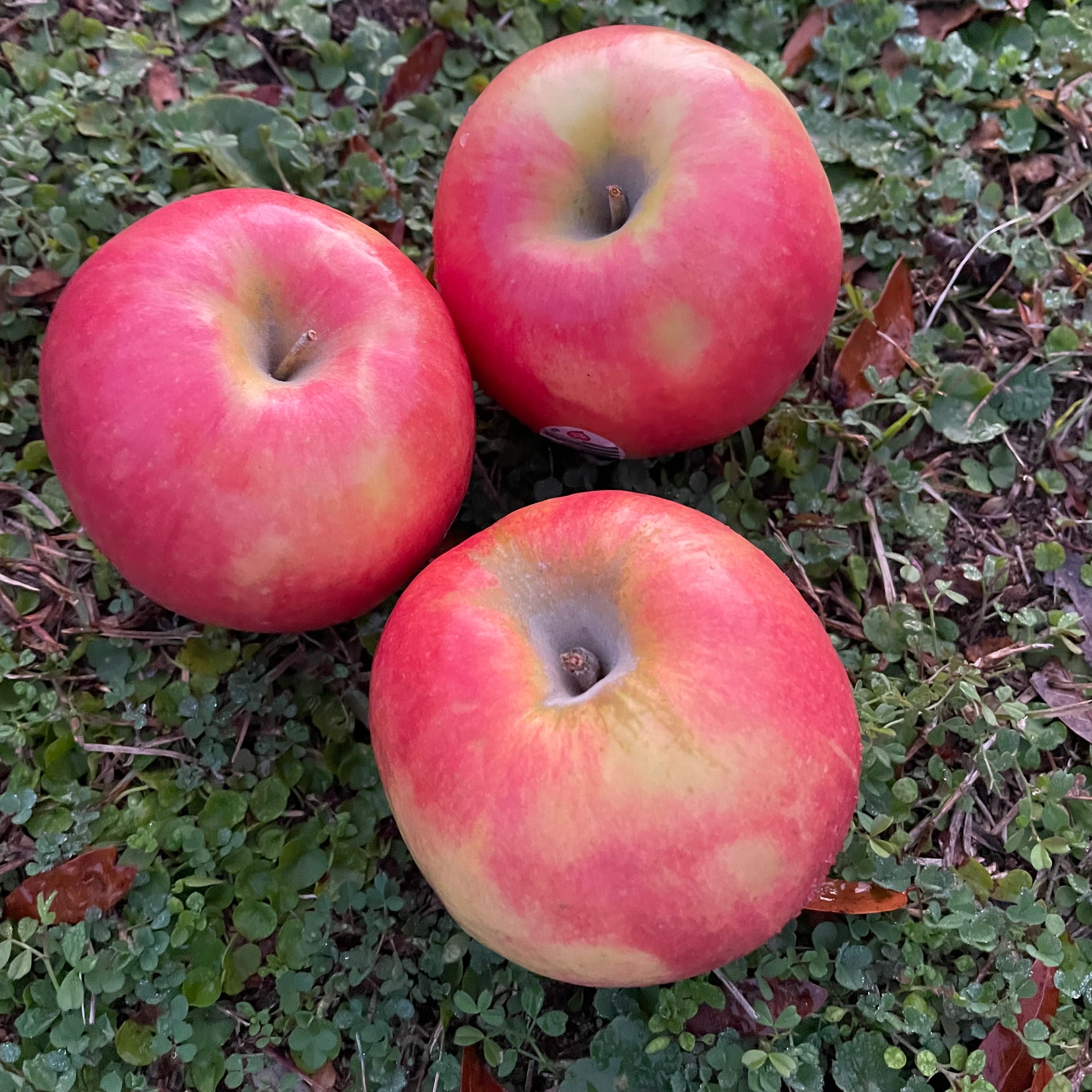 Apples – Rainbow Packaging Corporation