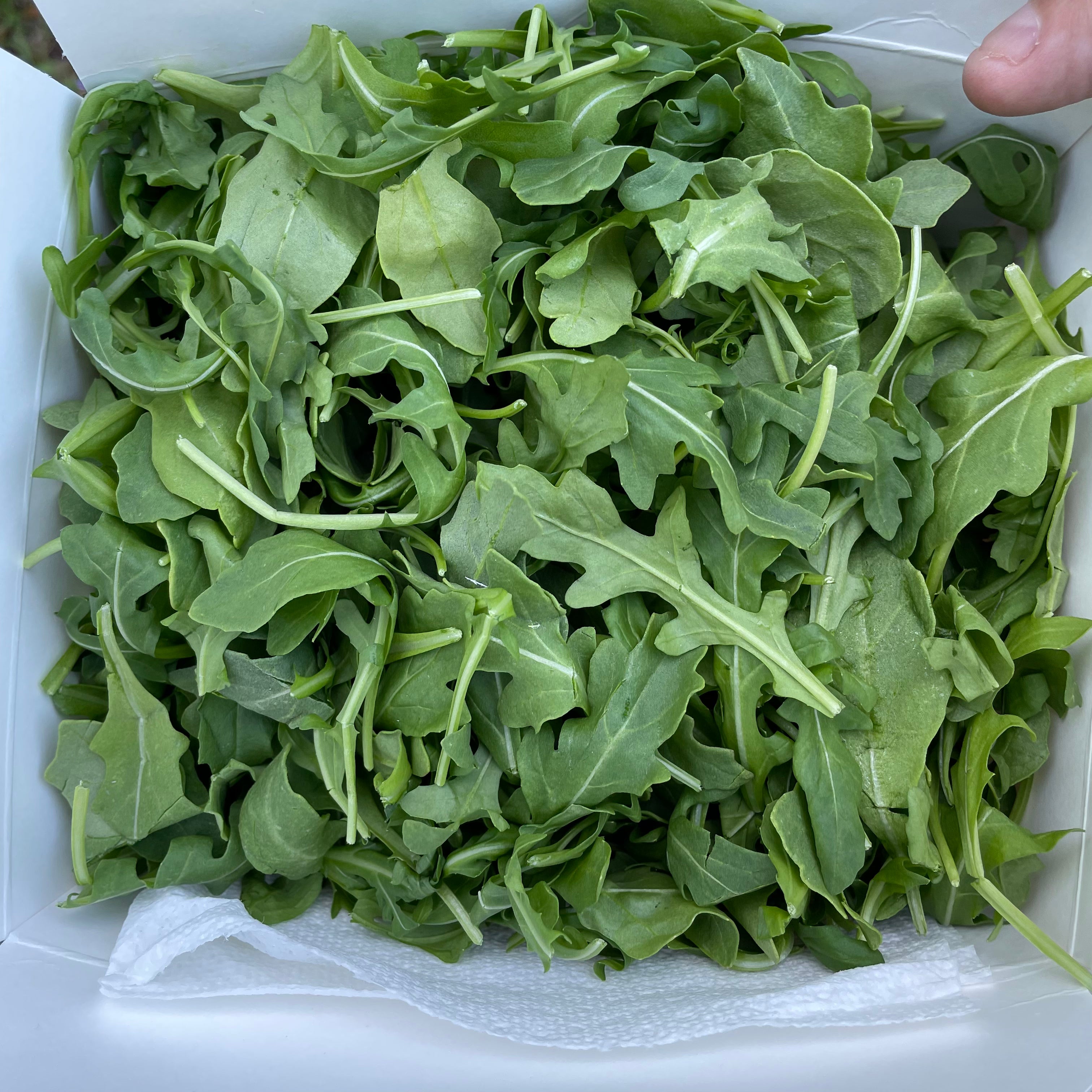 Arugula – Rainbow Packaging Corporation